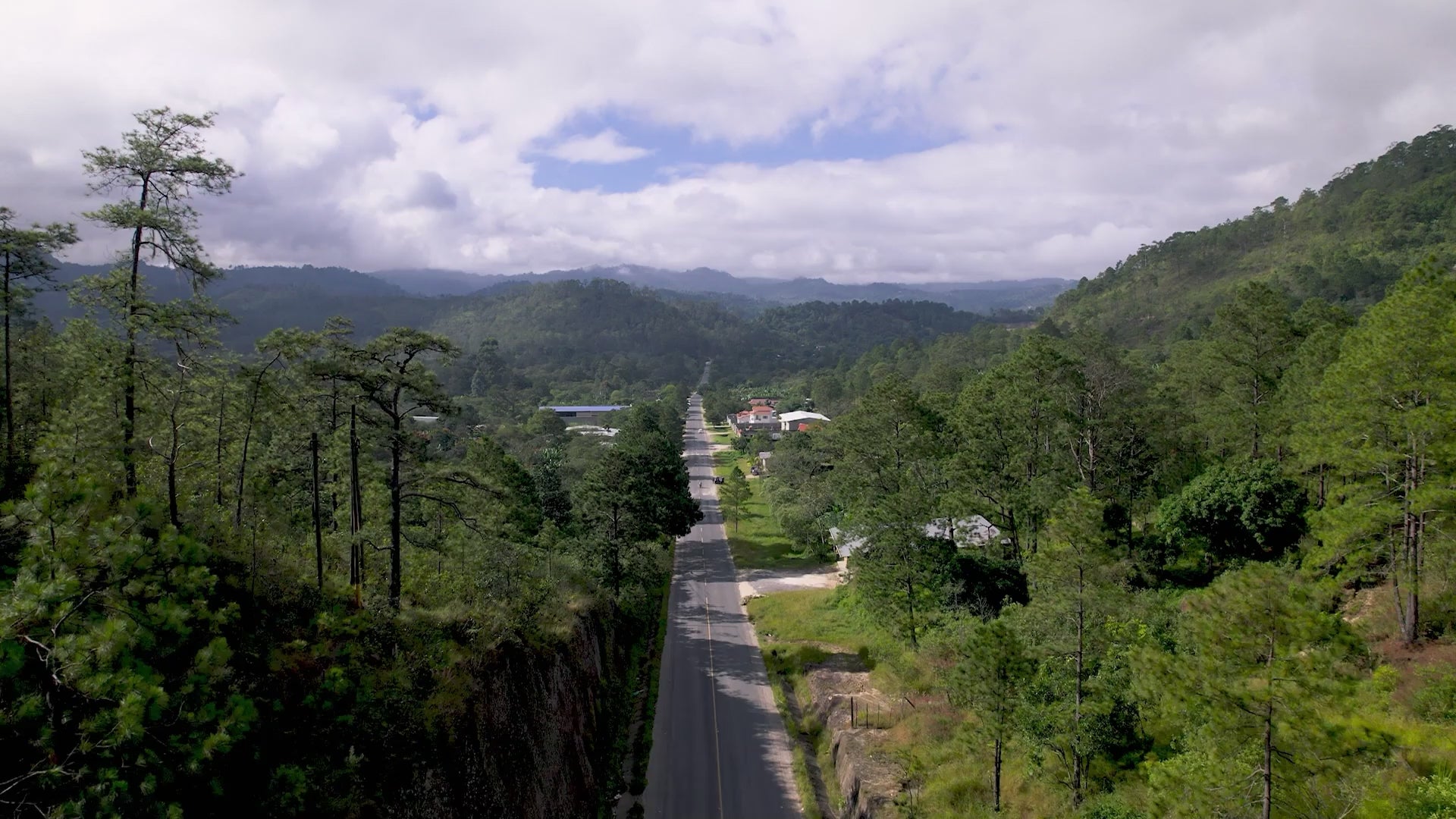 What Is Geisha Coffee And What Makes It Unique? – Spirit Animal Coffee